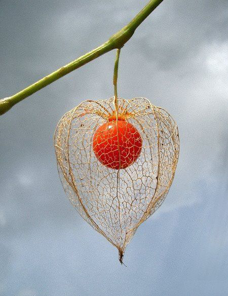 Floral Friday: SSS Chinese Lantern Stem | RejoicingCrafts